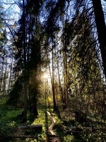 Att vandra Älvarumsleden på Omberg — lite mera rosa