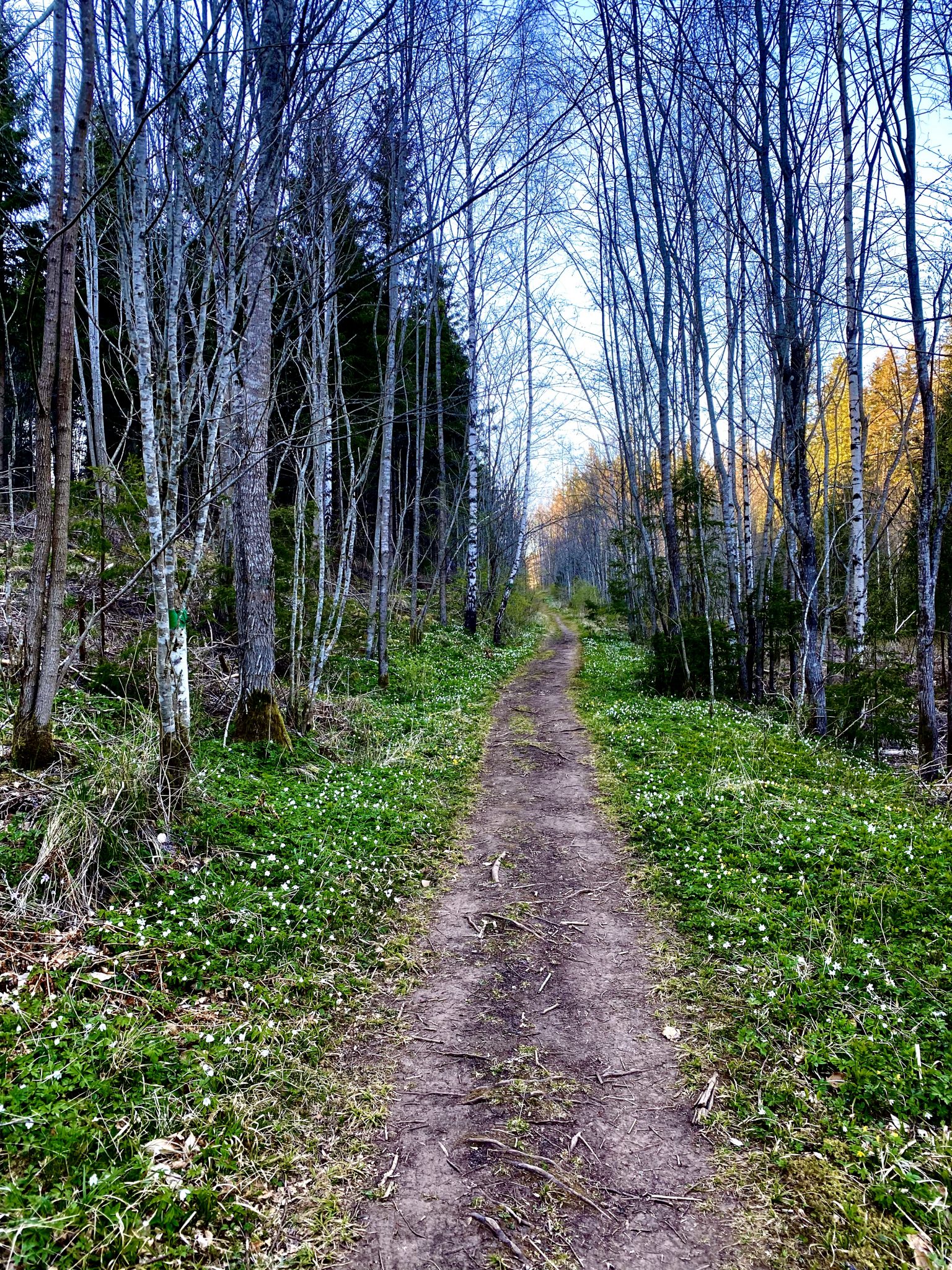 Att vandra Älvarumsleden på Omberg — lite mera rosa