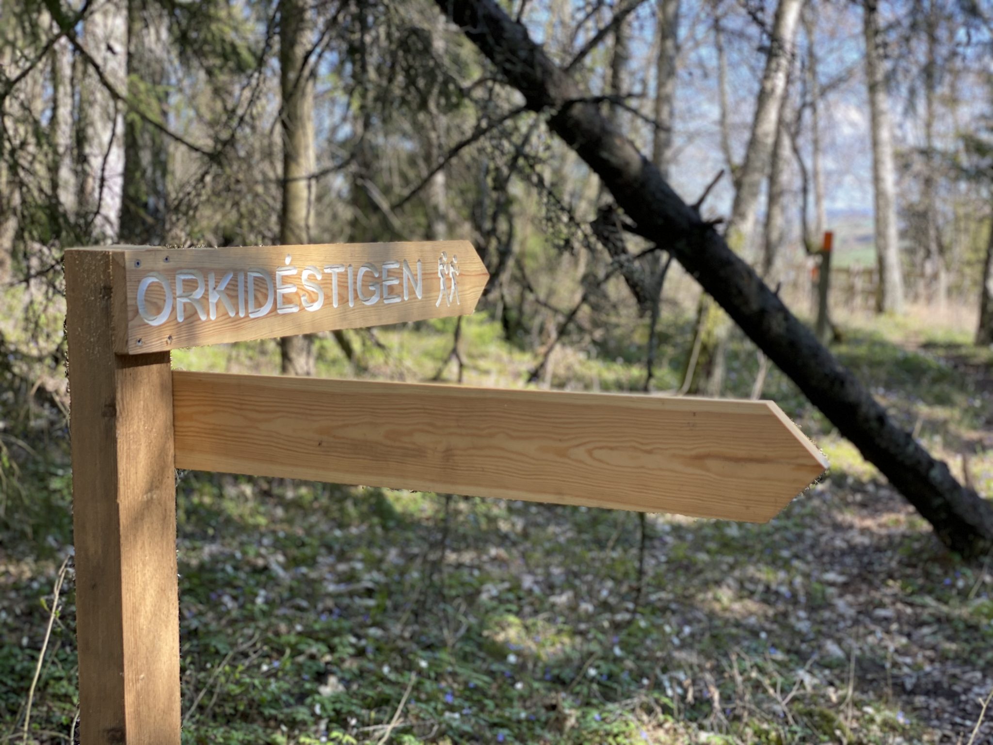 Att vandra på Omberg - allt du behöver veta och lite till — lite mera rosa