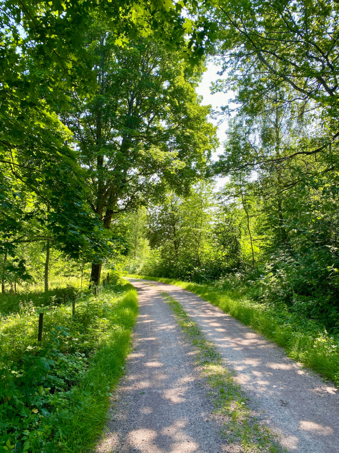 En vandring till Birgittas udde — lite mera rosa